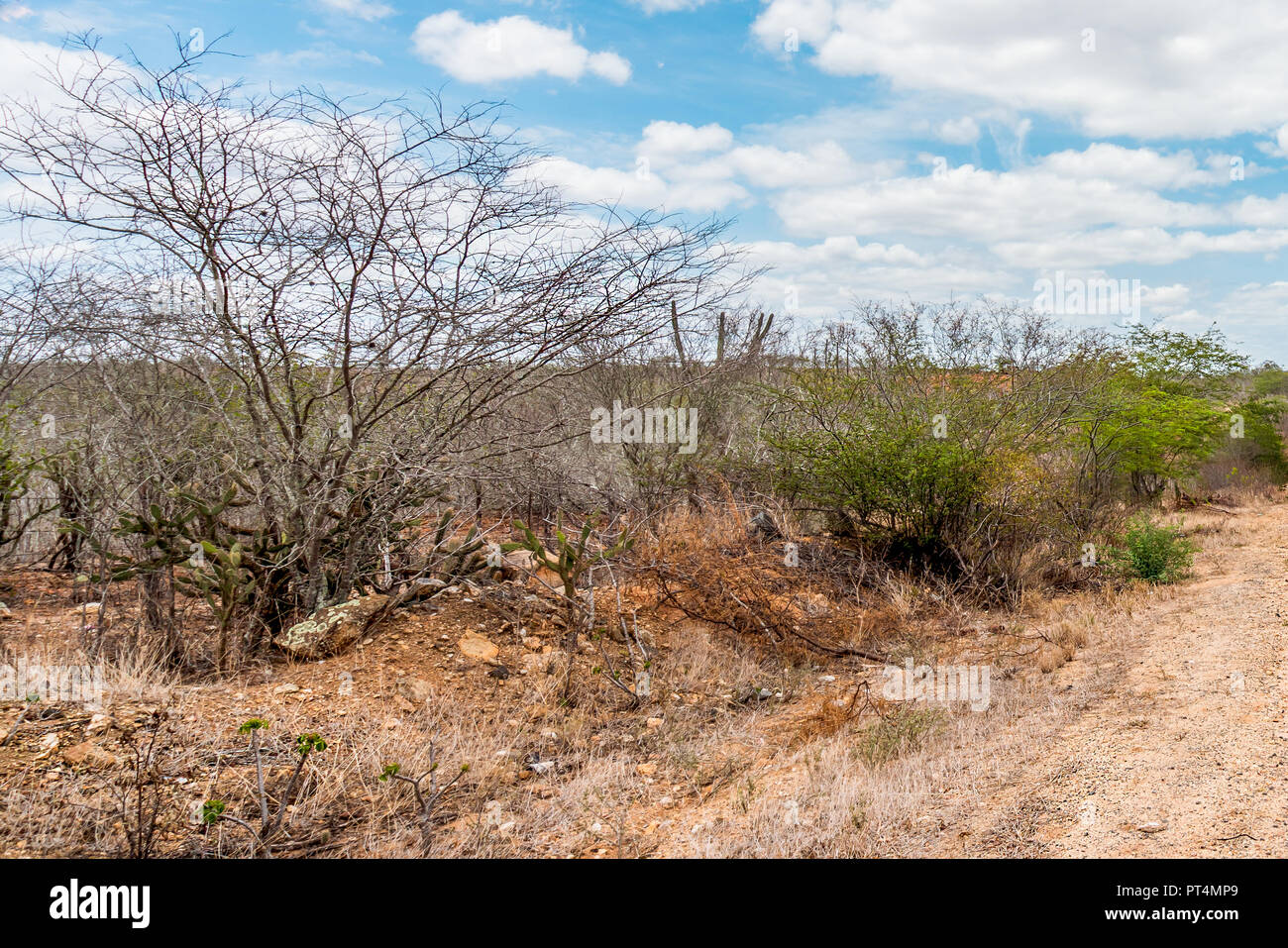 Cabaceiras, Paraíba, Brazil - February, 2018: Dry land with Mandacaru ...