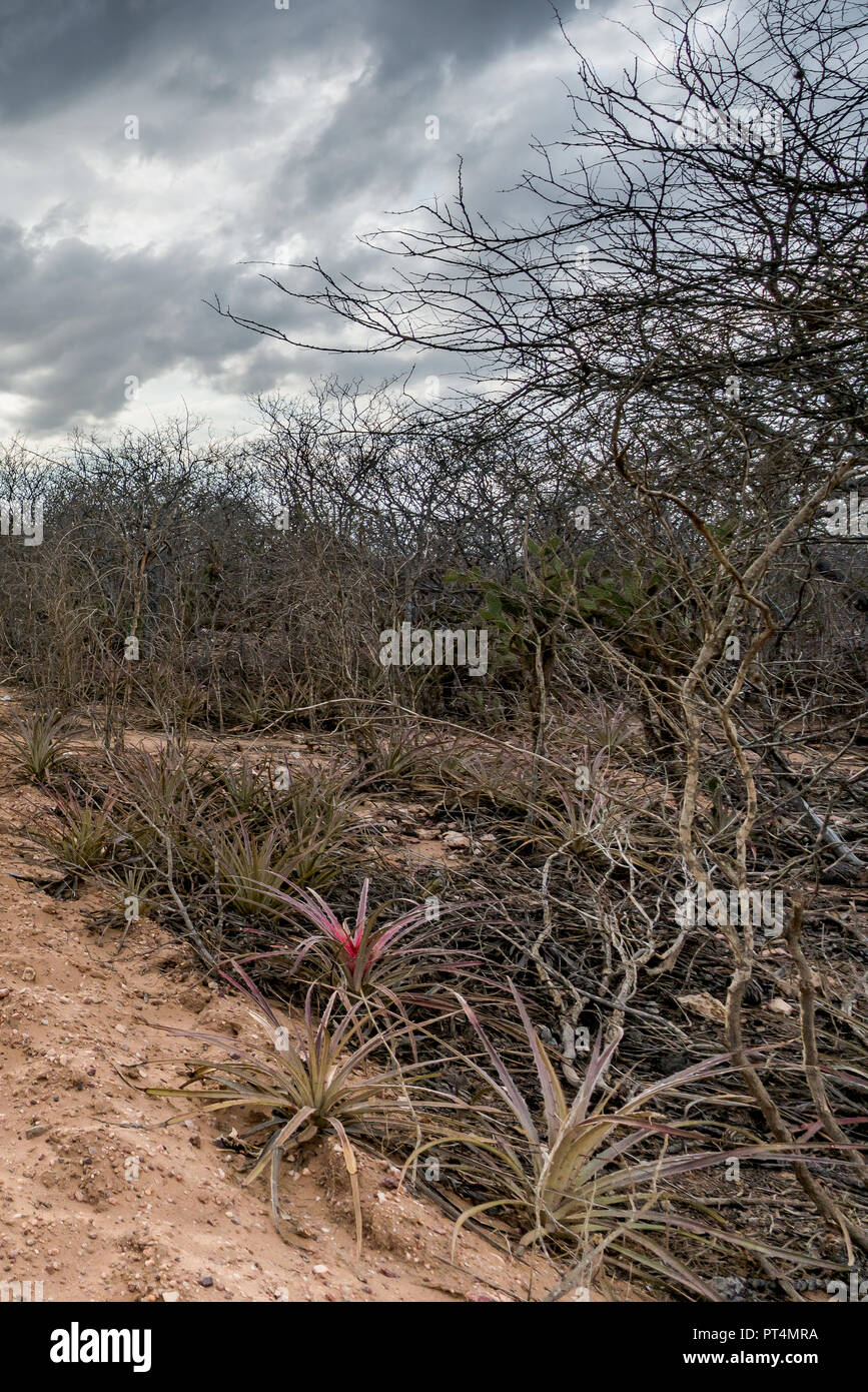 Countryside dry desert landscape background, with northeast caatinga ...