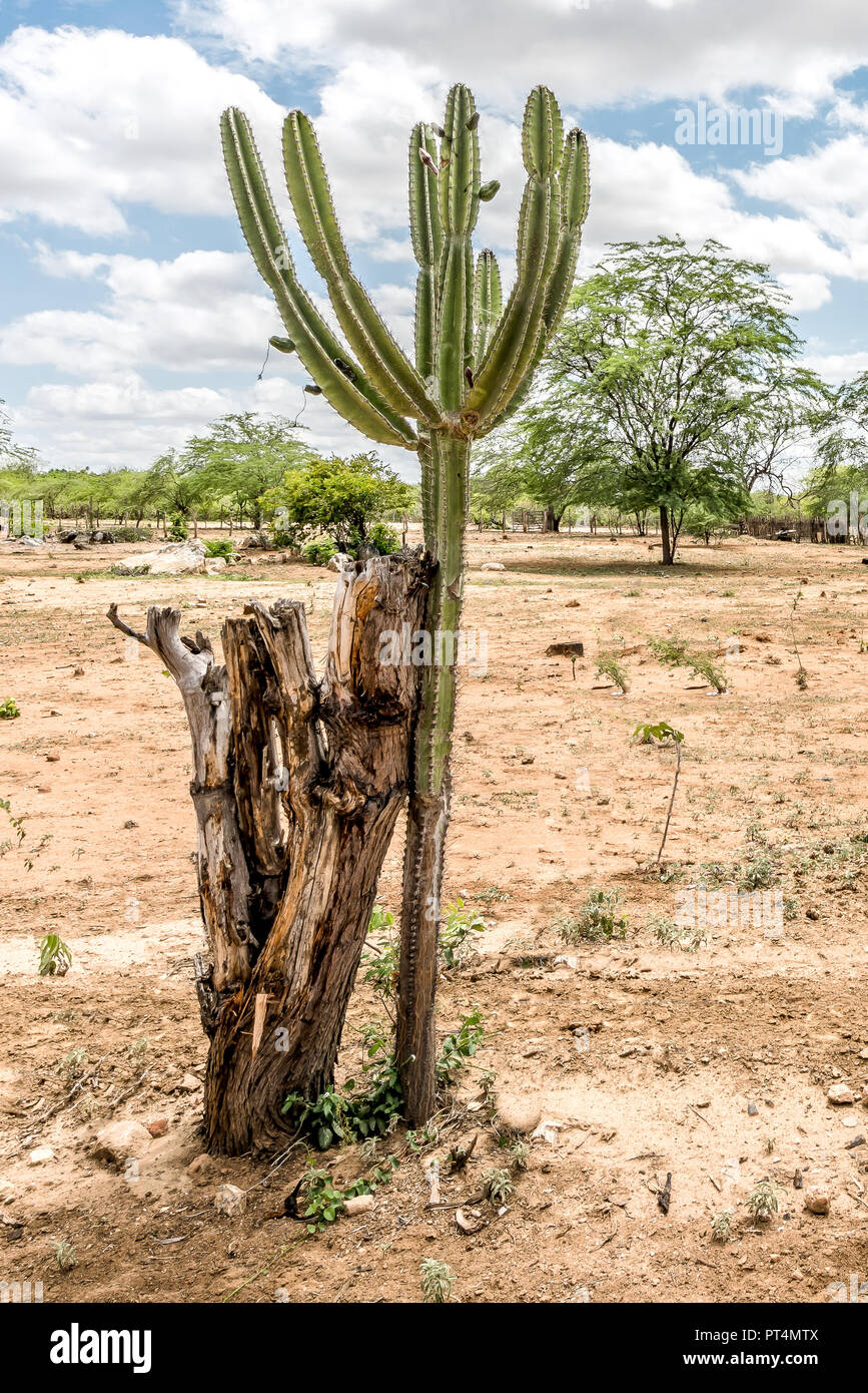 Caatinga brazil hi-res stock photography and images - Alamy