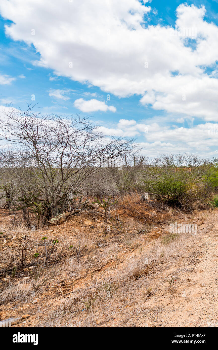 Cabaceiras, Paraíba, Brazil - February, 2018: Dry land with Mandacaru ...