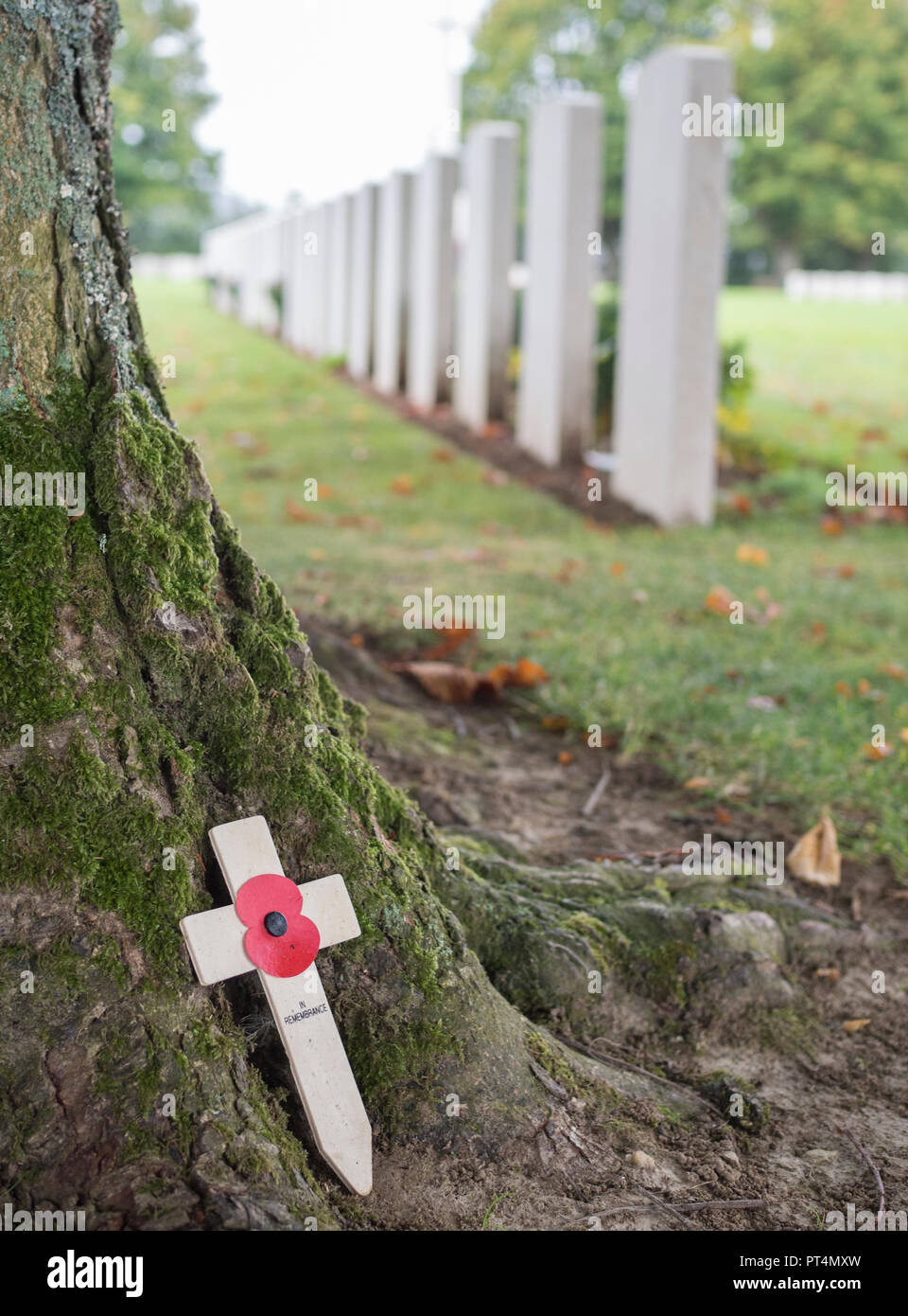 Bayeux British war cemetery. A cross with poppy leans against a tree ...
