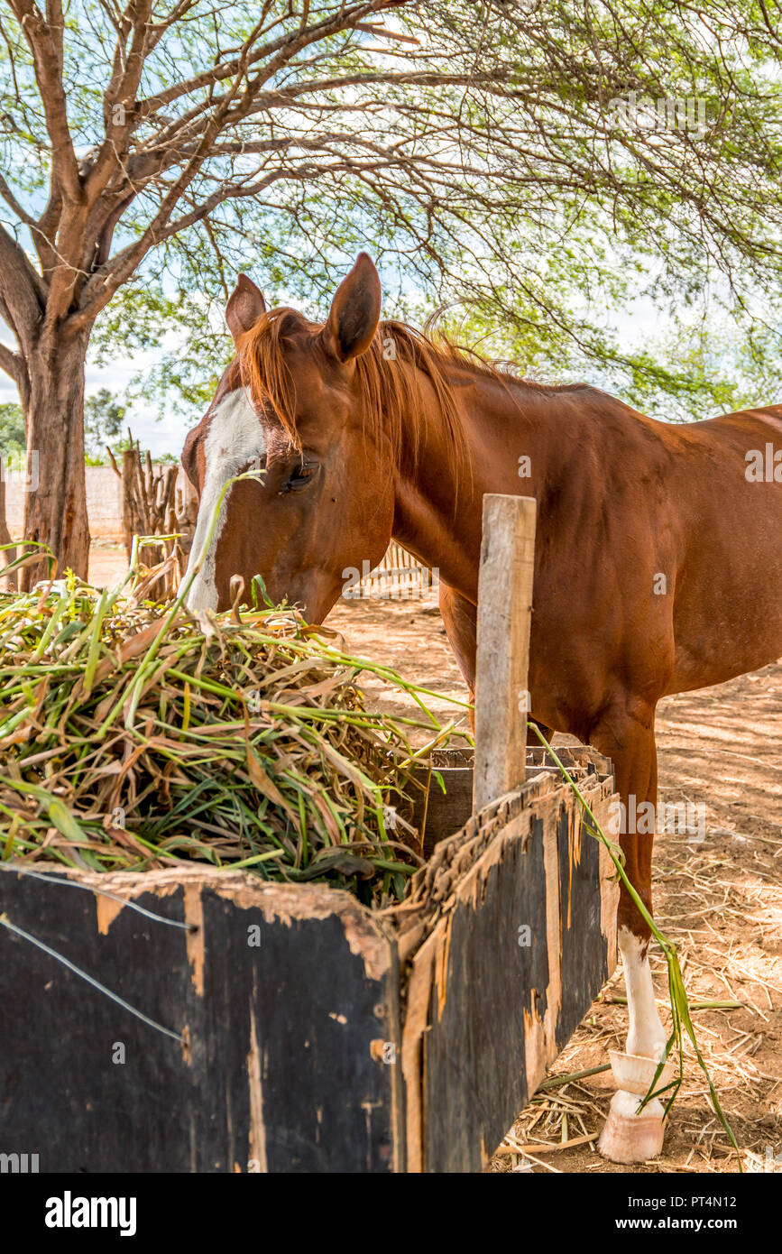 Applejack Chewing Hay