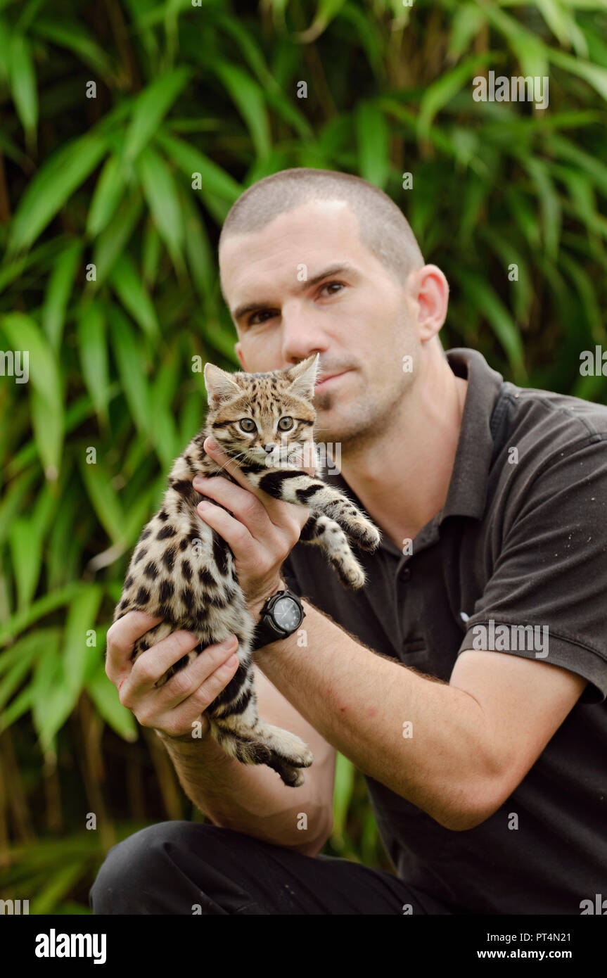 South african black footed cat hi-res stock photography and images - Alamy
