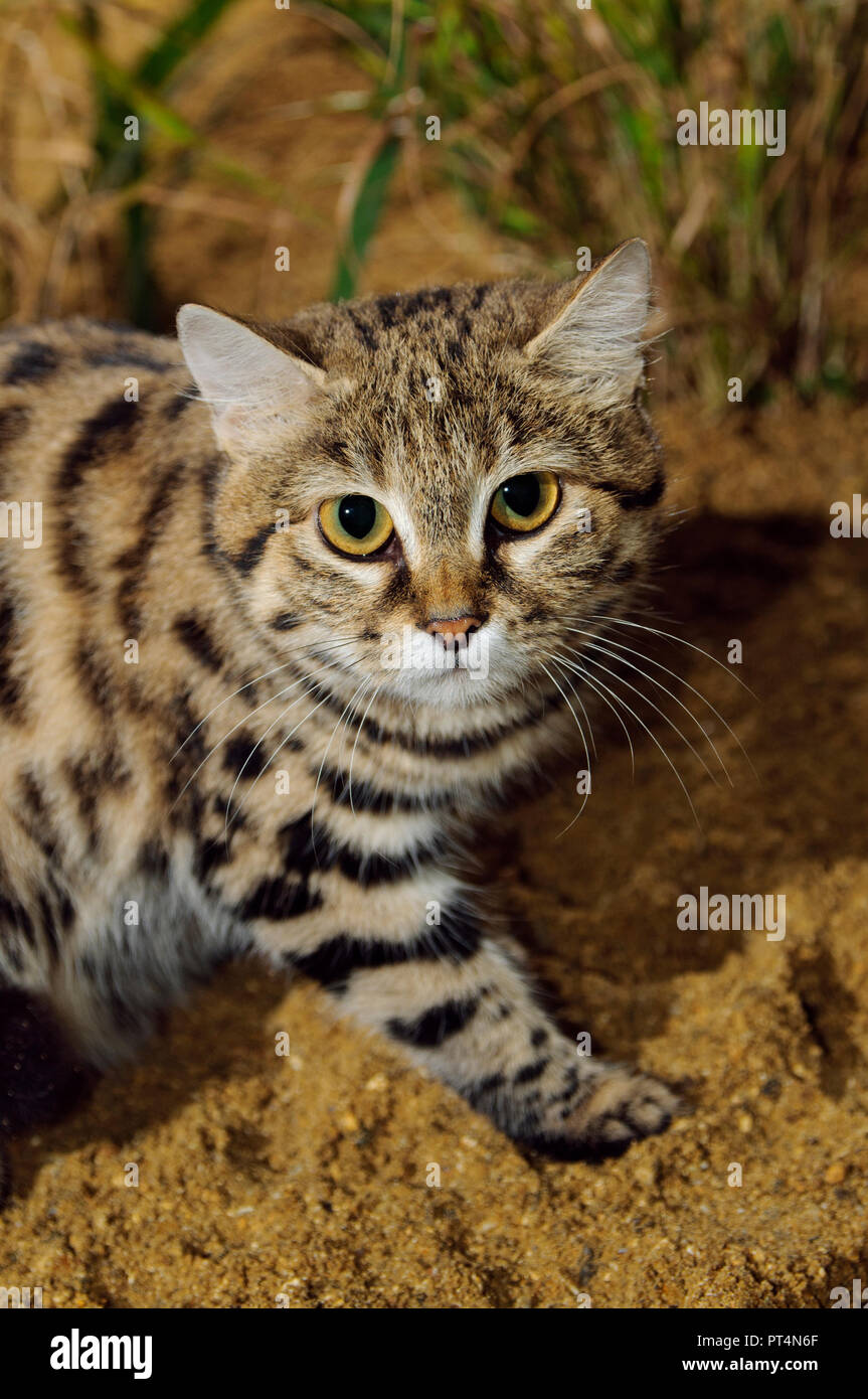 African black footed cat felis nigripes hi-res stock photography and ...