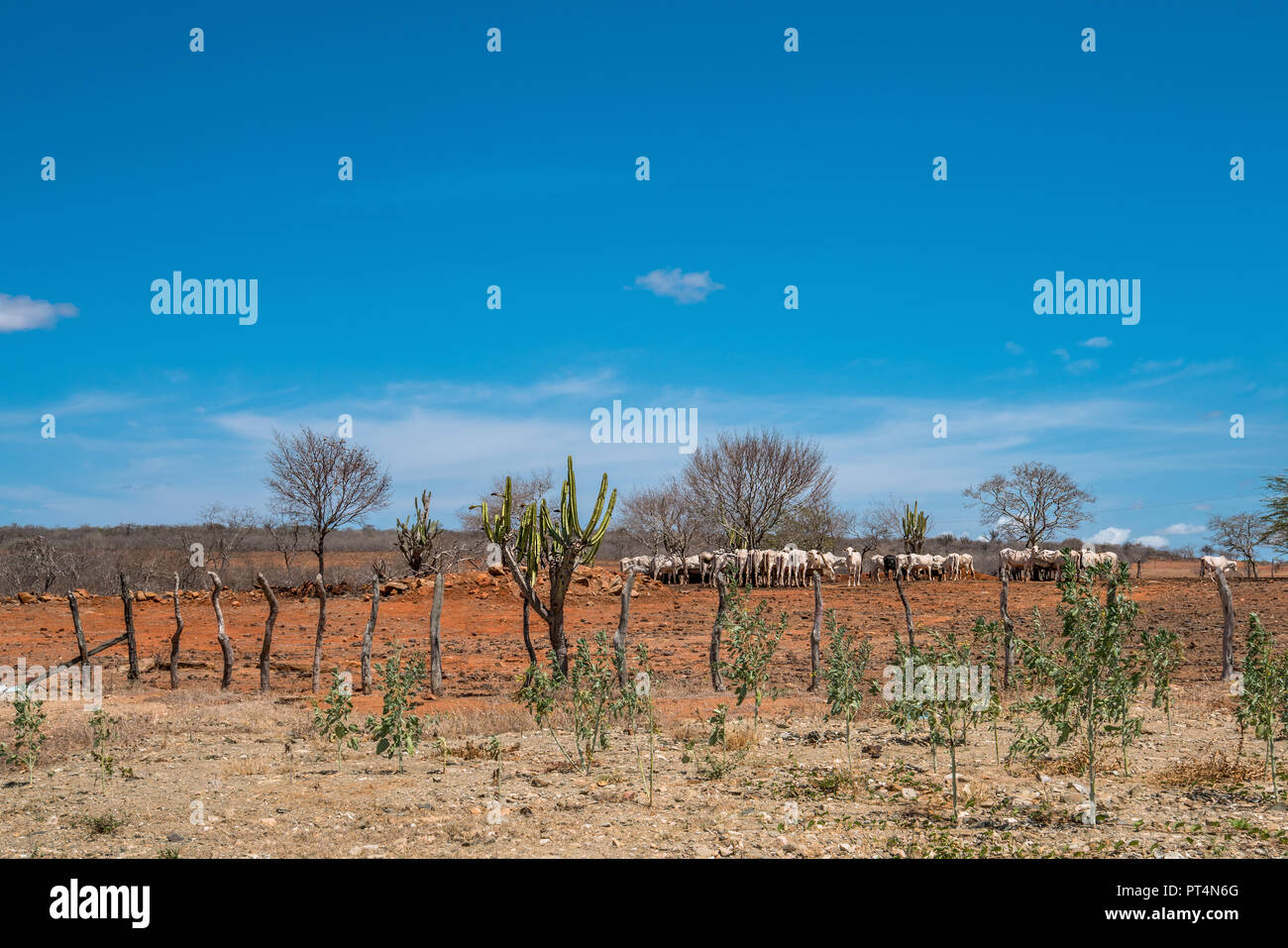 Cow in cactus hi-res stock photography and images - Alamy