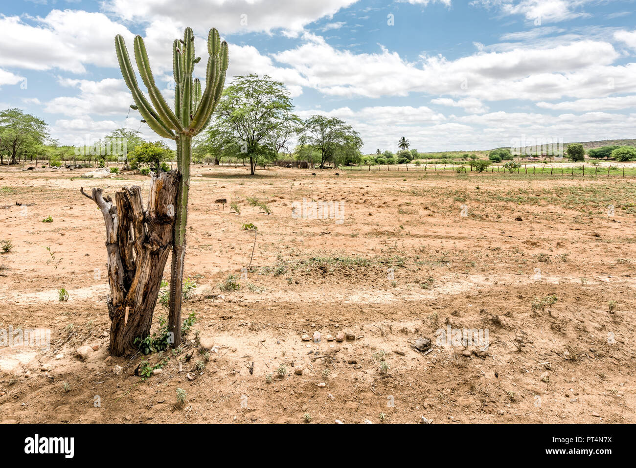 Biome caatinga hi-res stock photography and images - Alamy