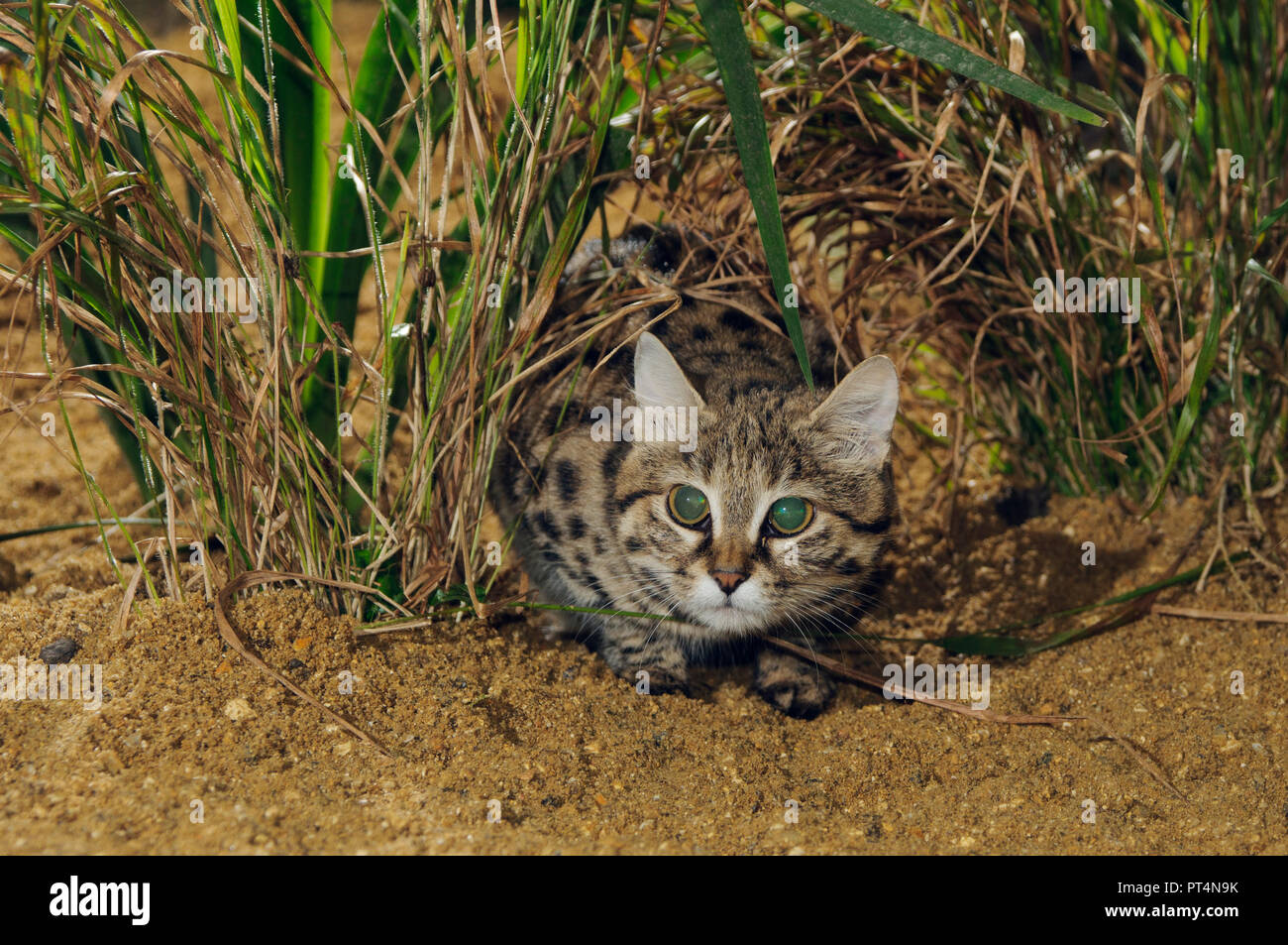 Tapetum lucidum cat hi-res stock photography and images - Alamy