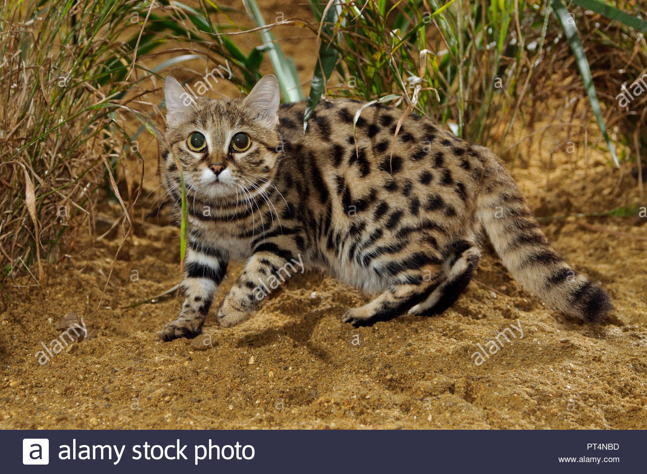 African Black Footed Cat Felis Nigripes High Resolution Stock ...