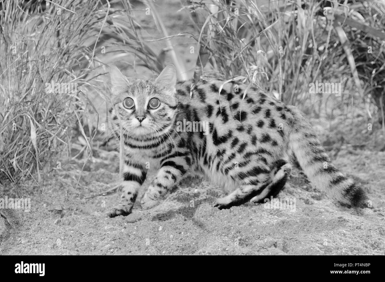 Tapetum lucidum cat hi-res stock photography and images - Alamy