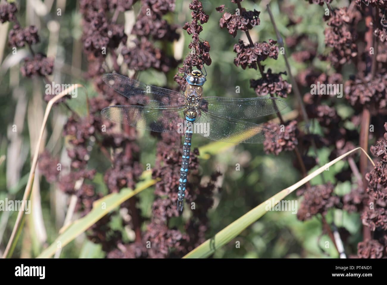 Migrant hawker (Aeshna mixta), adult male. Formerly known as the Scarce ...