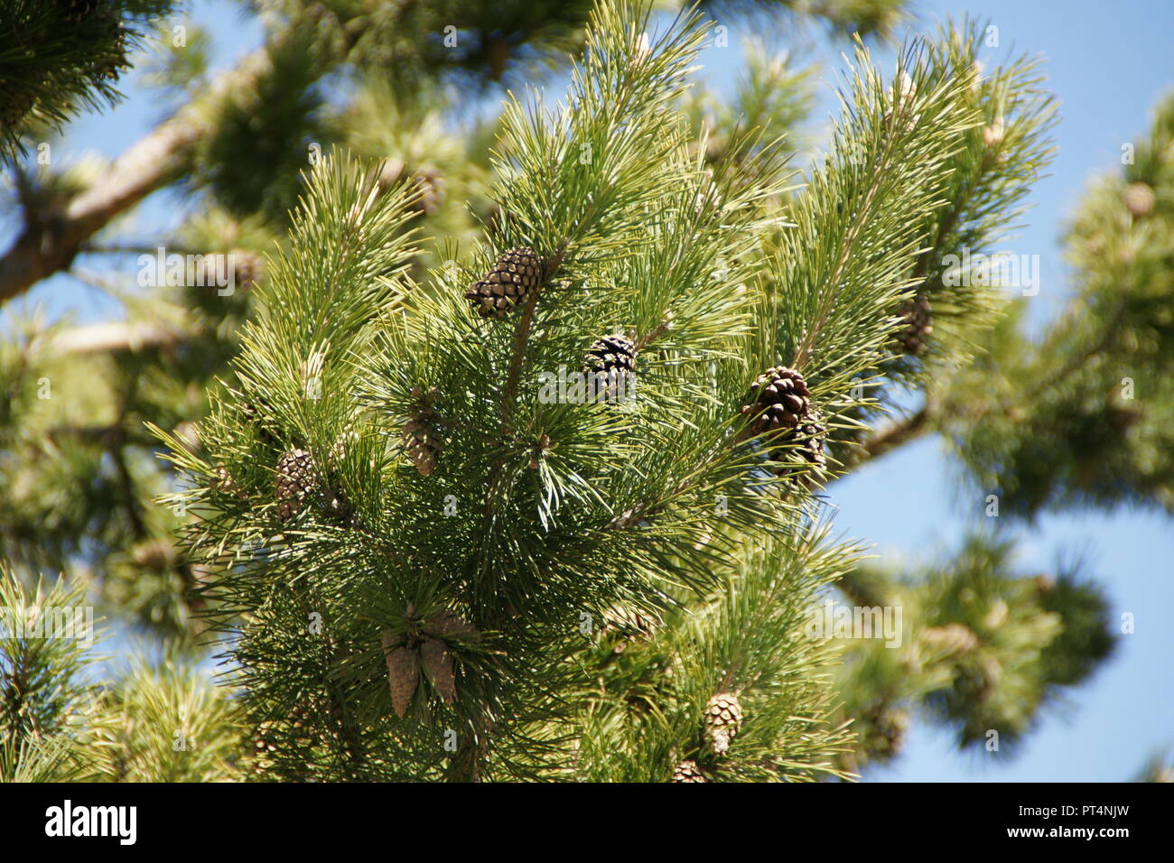 Beautiful tree in Belin travelling with kids and whole familiy to ...