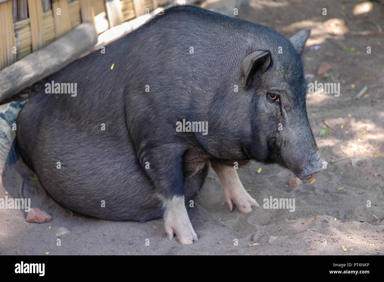 Phan rang village hi-res stock photography and images - Alamy