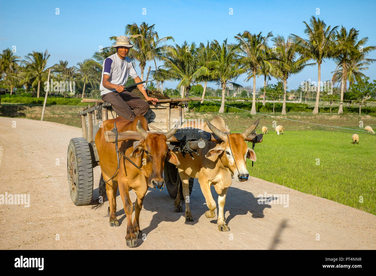 Phan Rang, Vietnam - October 1, 2005. Cham man riding ox cart on ...
