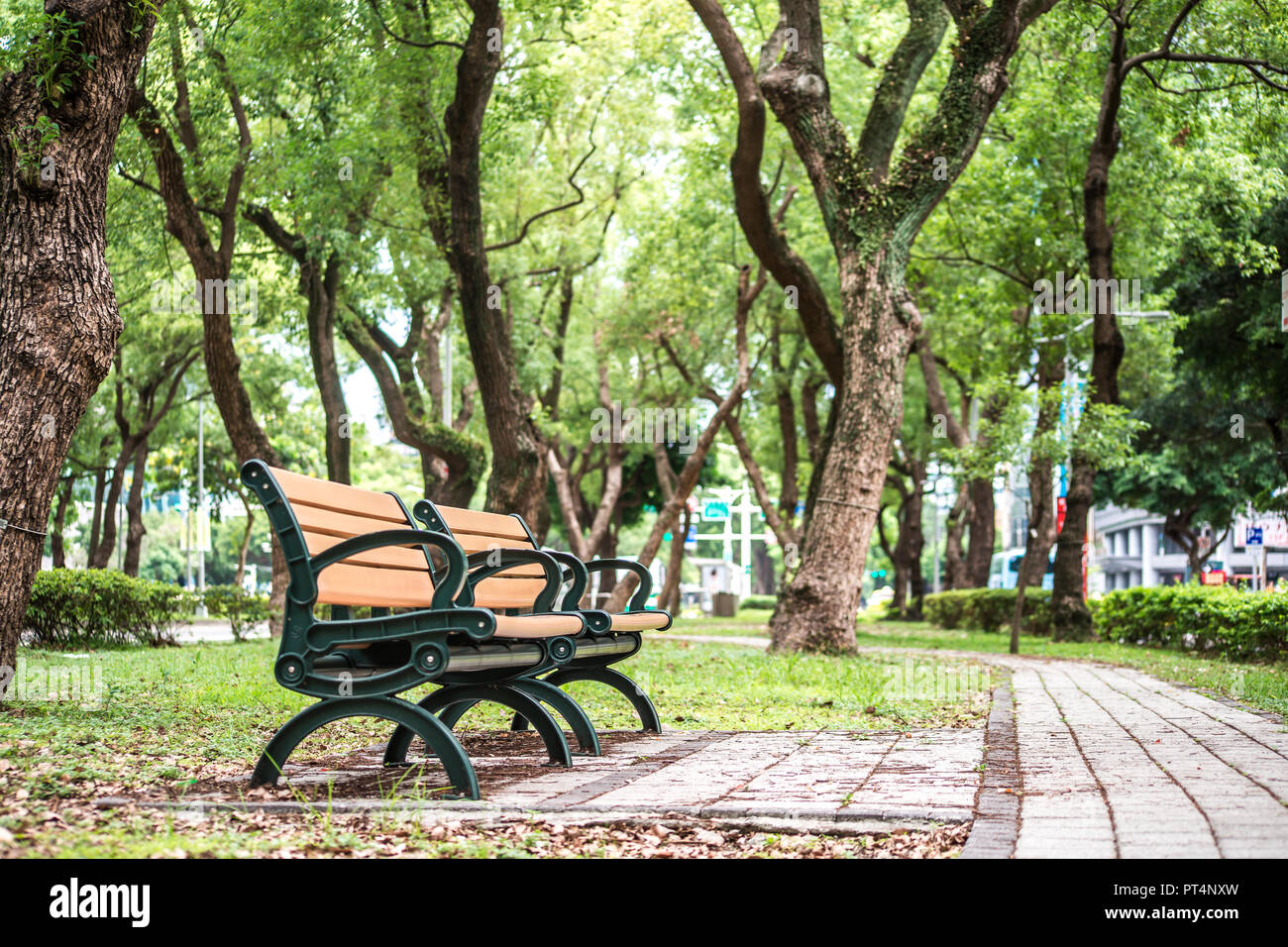 Park, a chair in the park, relaxing, Banyan trees on Dunhua Road ...