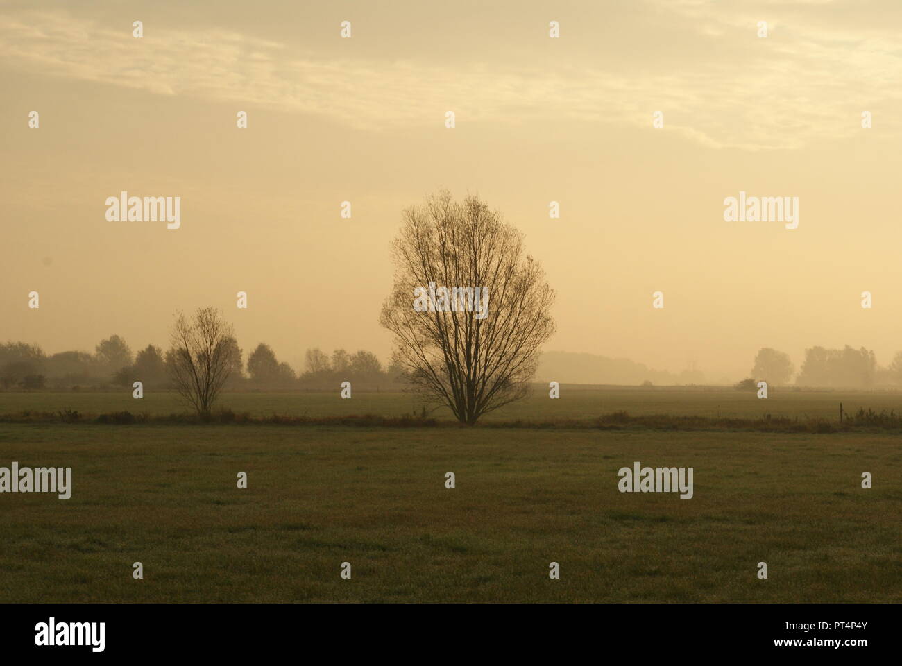 Beautiful morning landscape tree in field alone autumn Stock Photo - Alamy