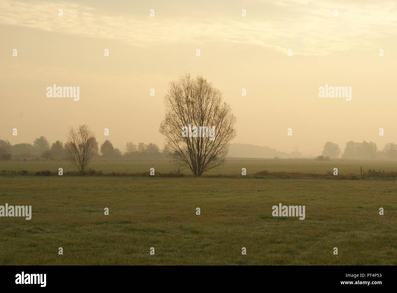 Beautiful morning landscape tree in field alone autumn Stock Photo - Alamy