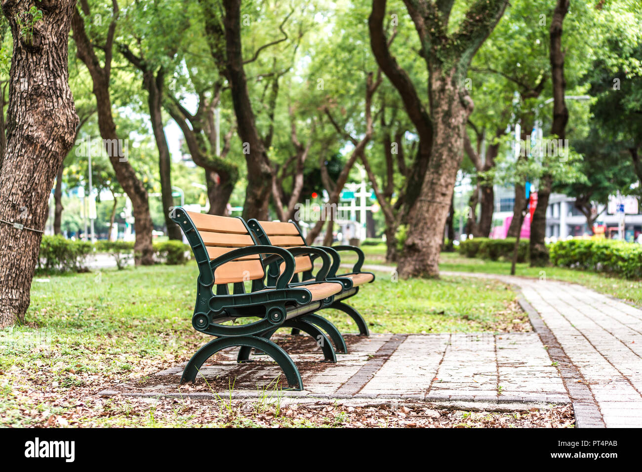 Park, a chair in the park, relaxing, Banyan trees on Dunhua Road ...