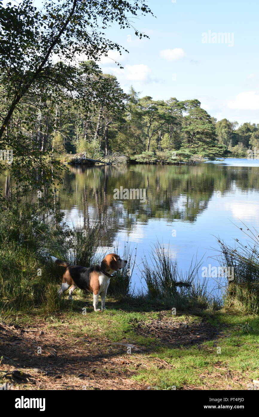 Dog at lake Stock Photo - Alamy
