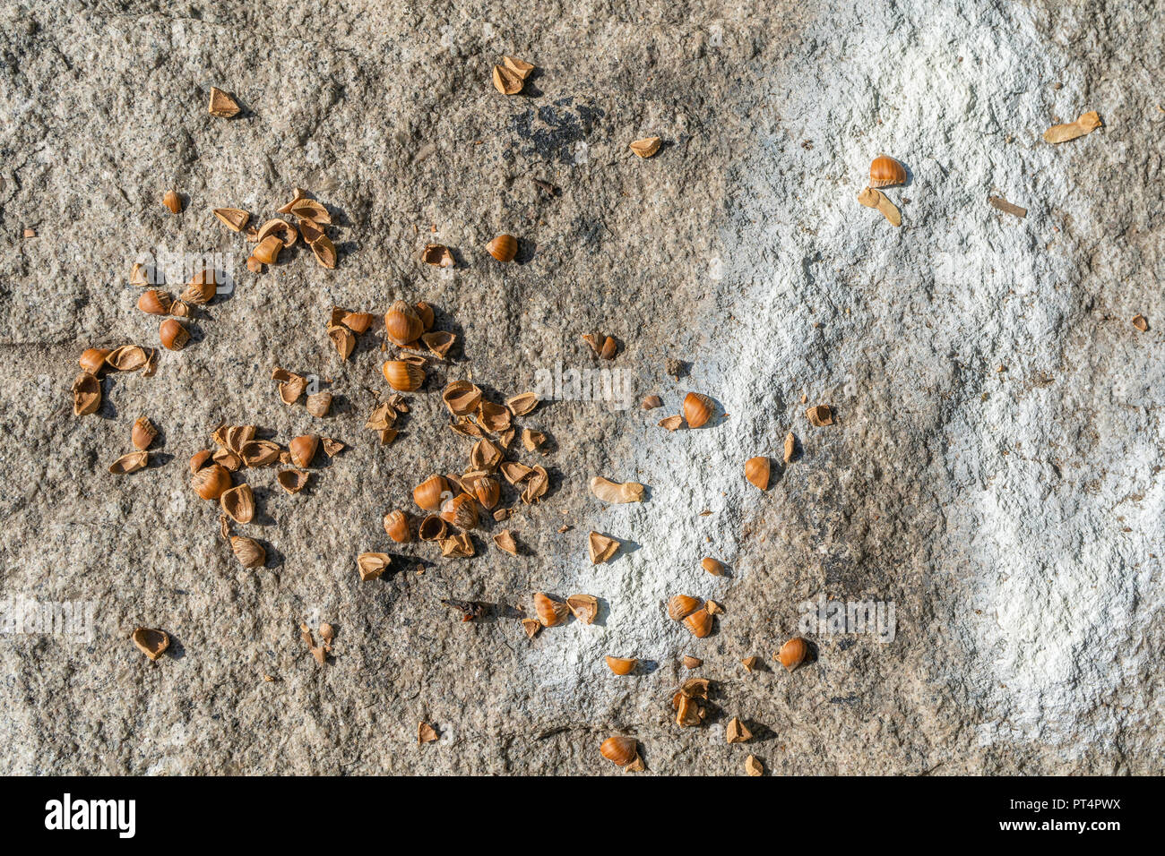 Nuts shells on stone hi-res stock photography and images - Alamy