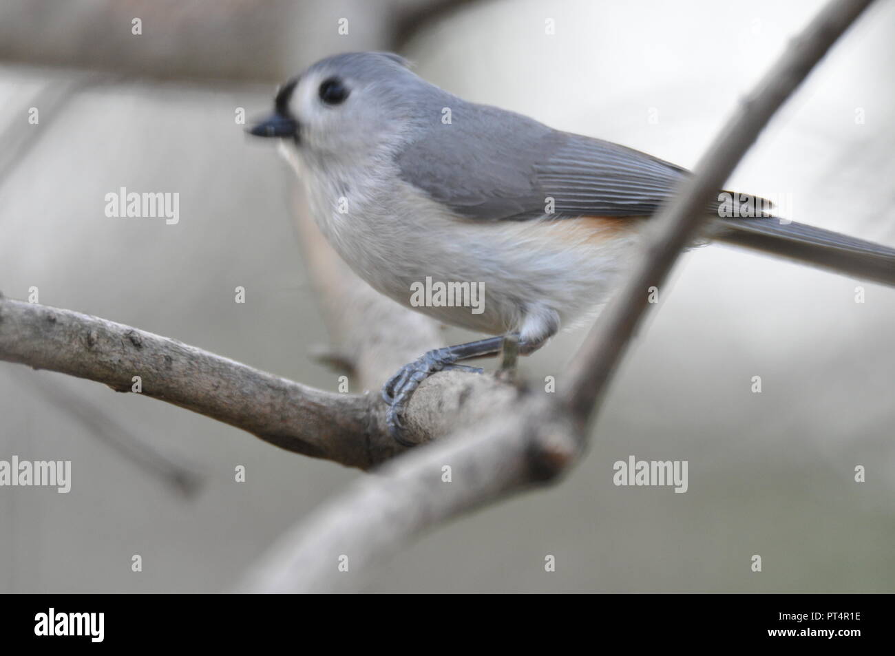 Tufted Titmouse High Resolution Stock Photography and Images - Alamy
