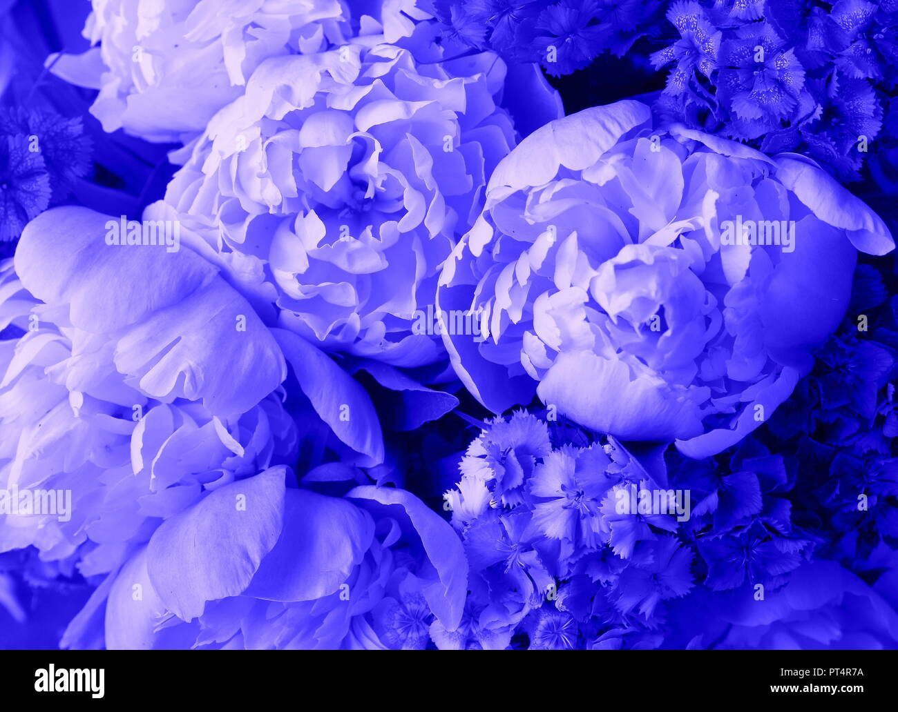 Beautiful spring pattern background with blue flower . Close up of ...