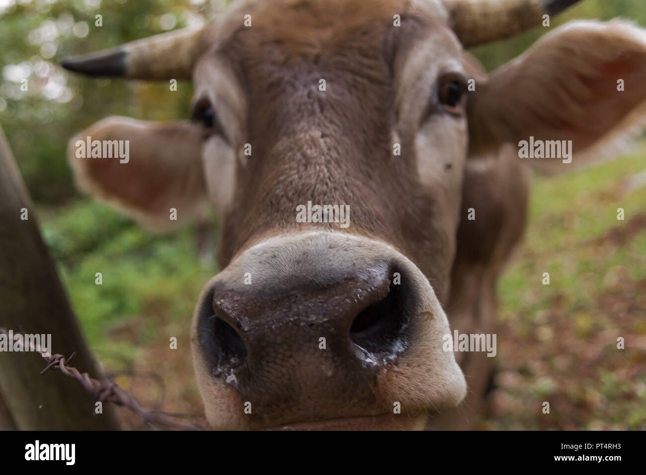 Bull sniffing at cow hi-res stock photography and images - Alamy