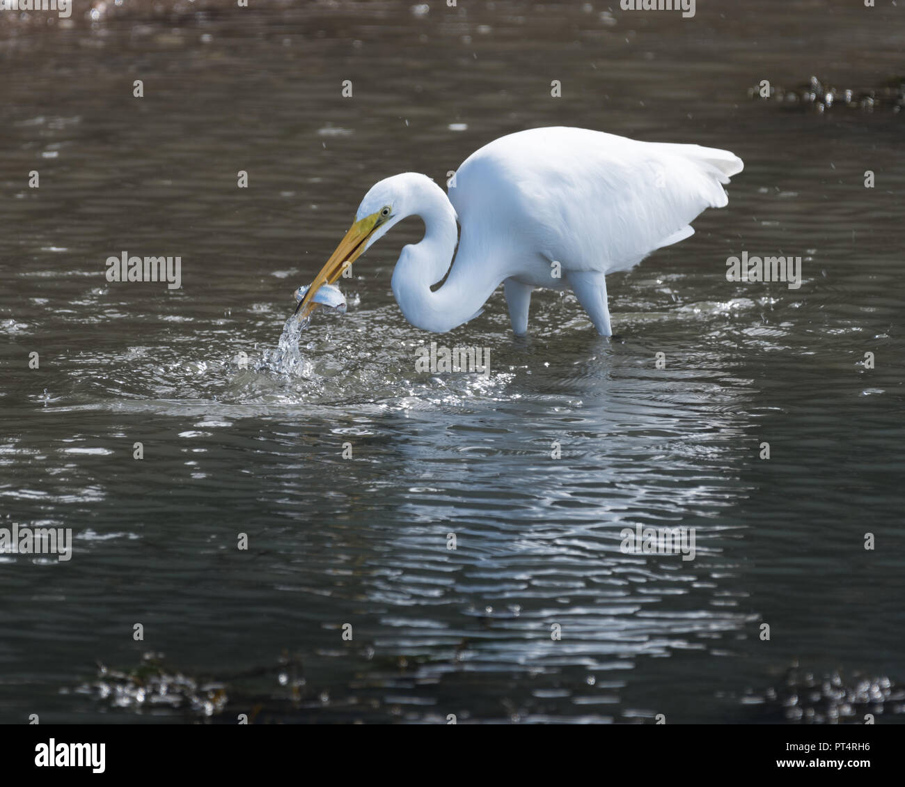 Live fish catching hi-res stock photography and images - Alamy