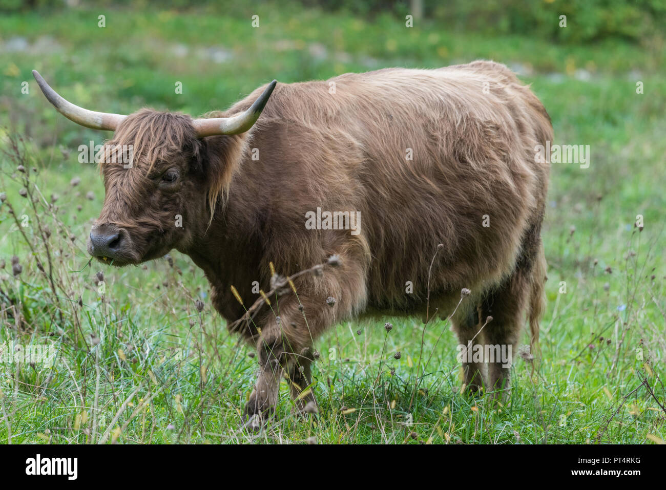 Highland cow walking across muddy field on a wet day with wet coat ...