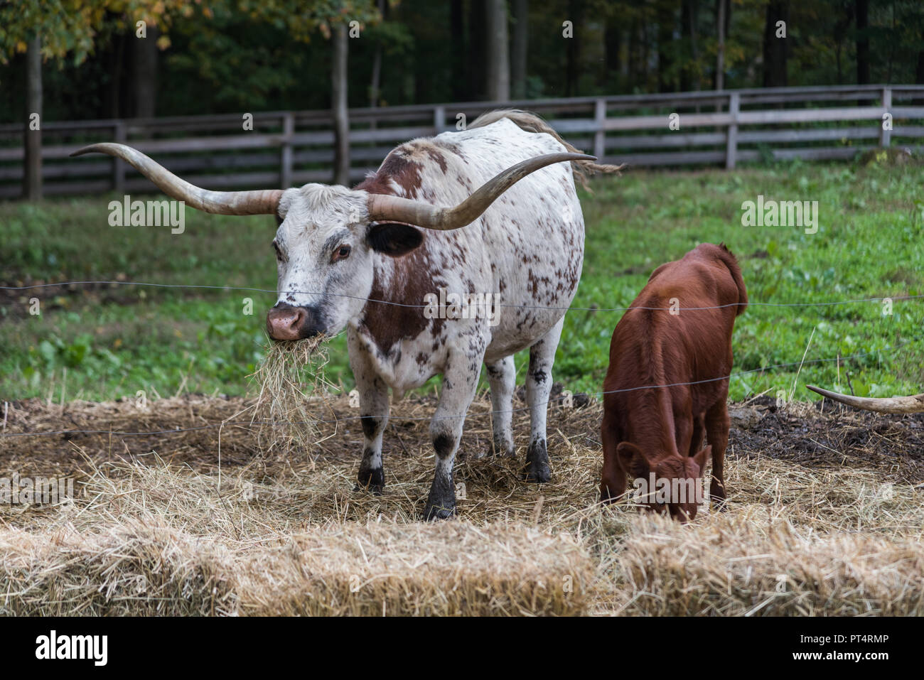 Texas longhorn cow with huge horns and new calf Stock Photo - Alamy