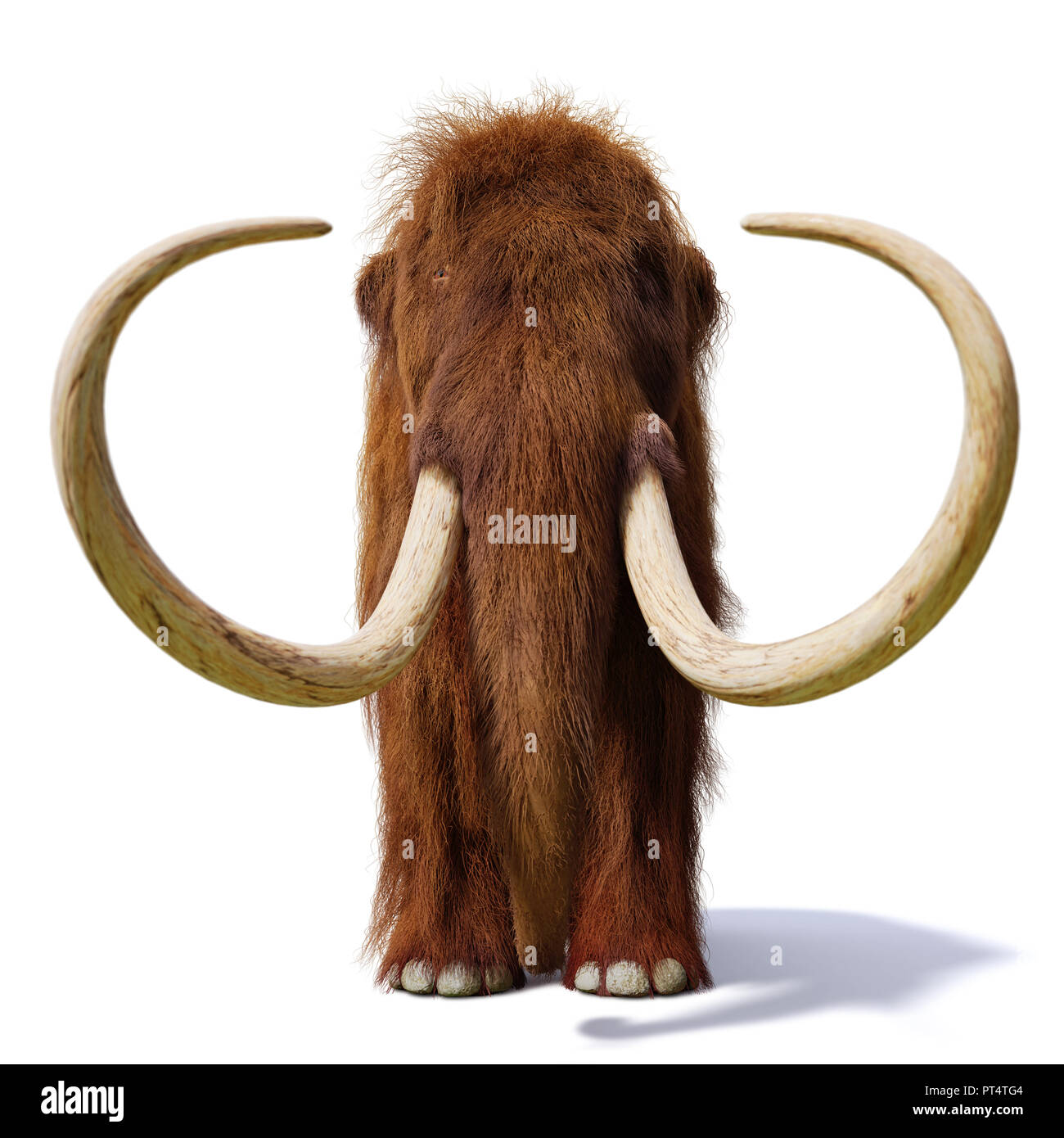 woolly mammoth, prehistoric mammal front view isolated with shadow on ...