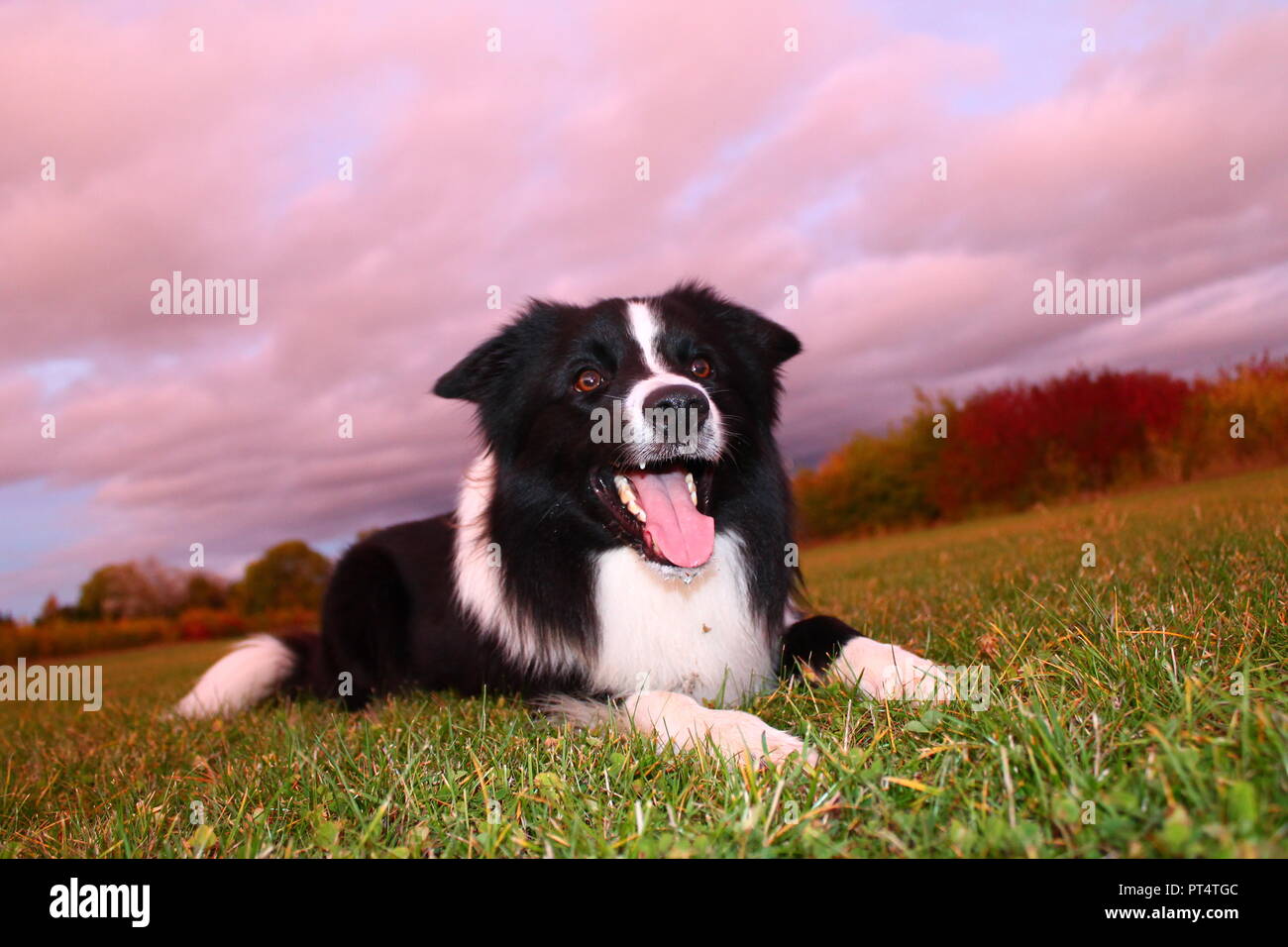 Pink border collie hi-res stock photography and images - Alamy