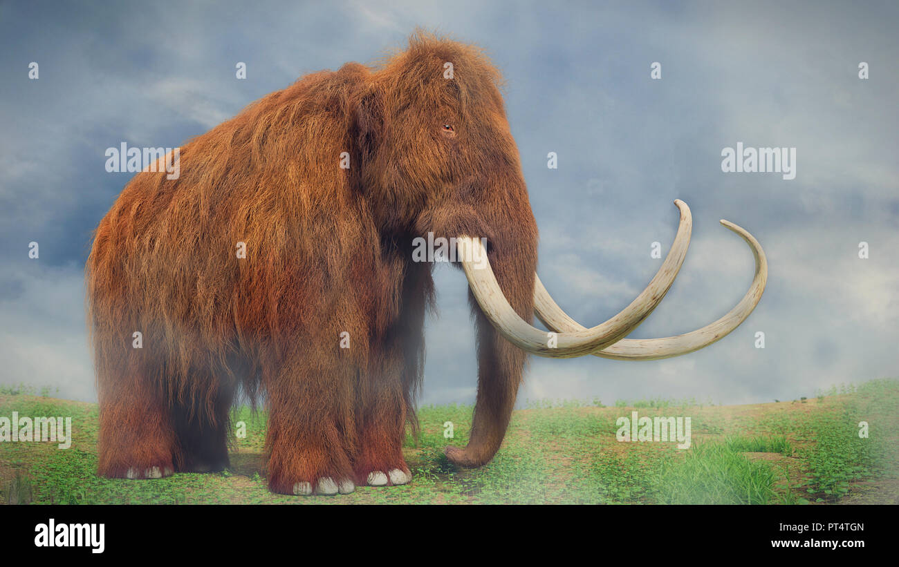 woolly mammoth, prehistoric mammal in foggy landscape Stock Photo - Alamy