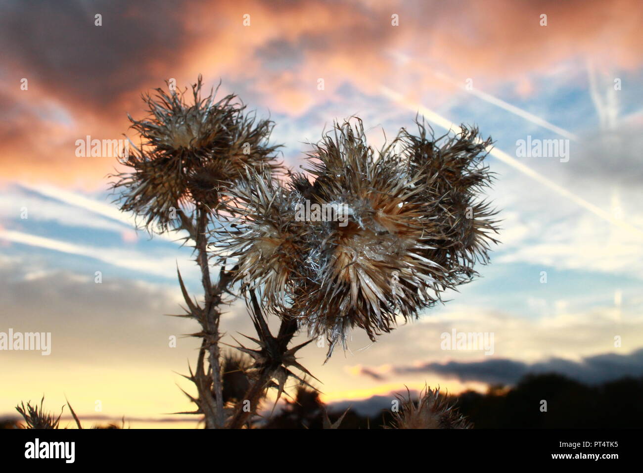 Hazel bushes hi-res stock photography and images - Alamy