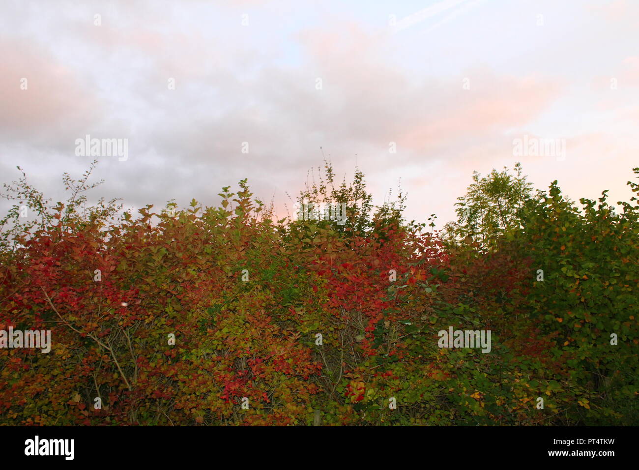 The beauty of warm autumn colors at sunset Stock Photo - Alamy