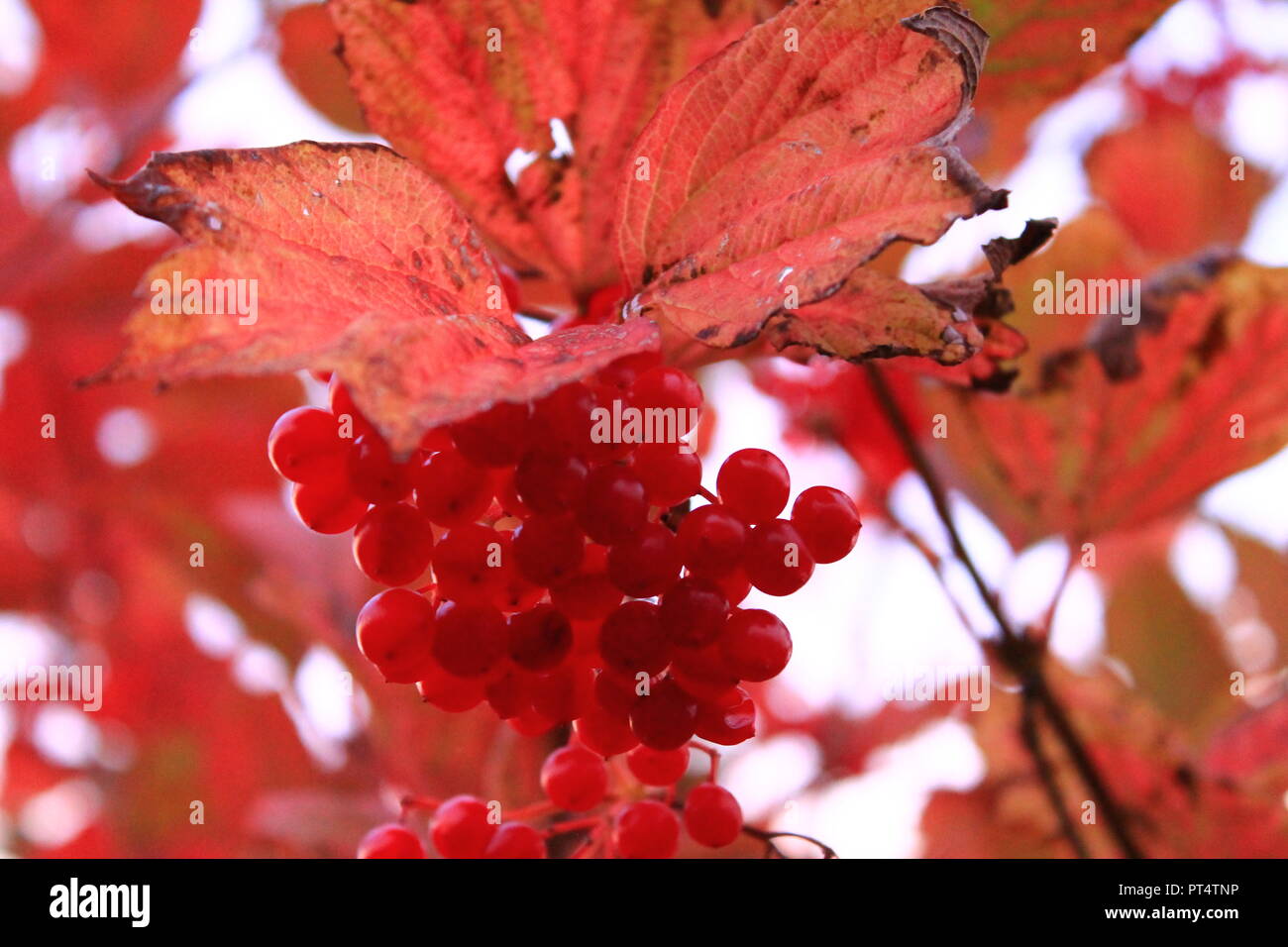 Berries after rain hi-res stock photography and images - Alamy