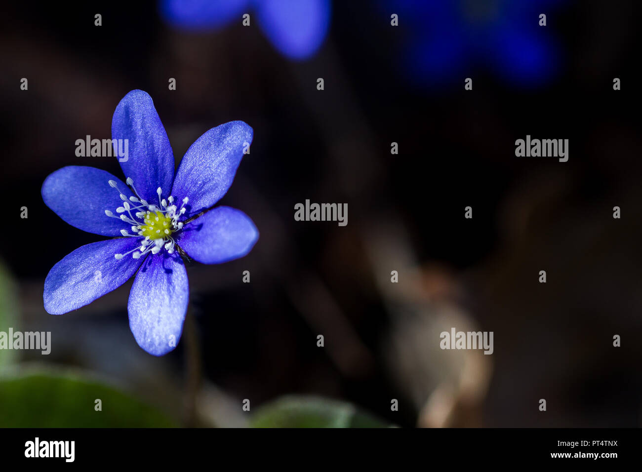 First fresh blue violets in the forest. Blue spring wildflowers ...