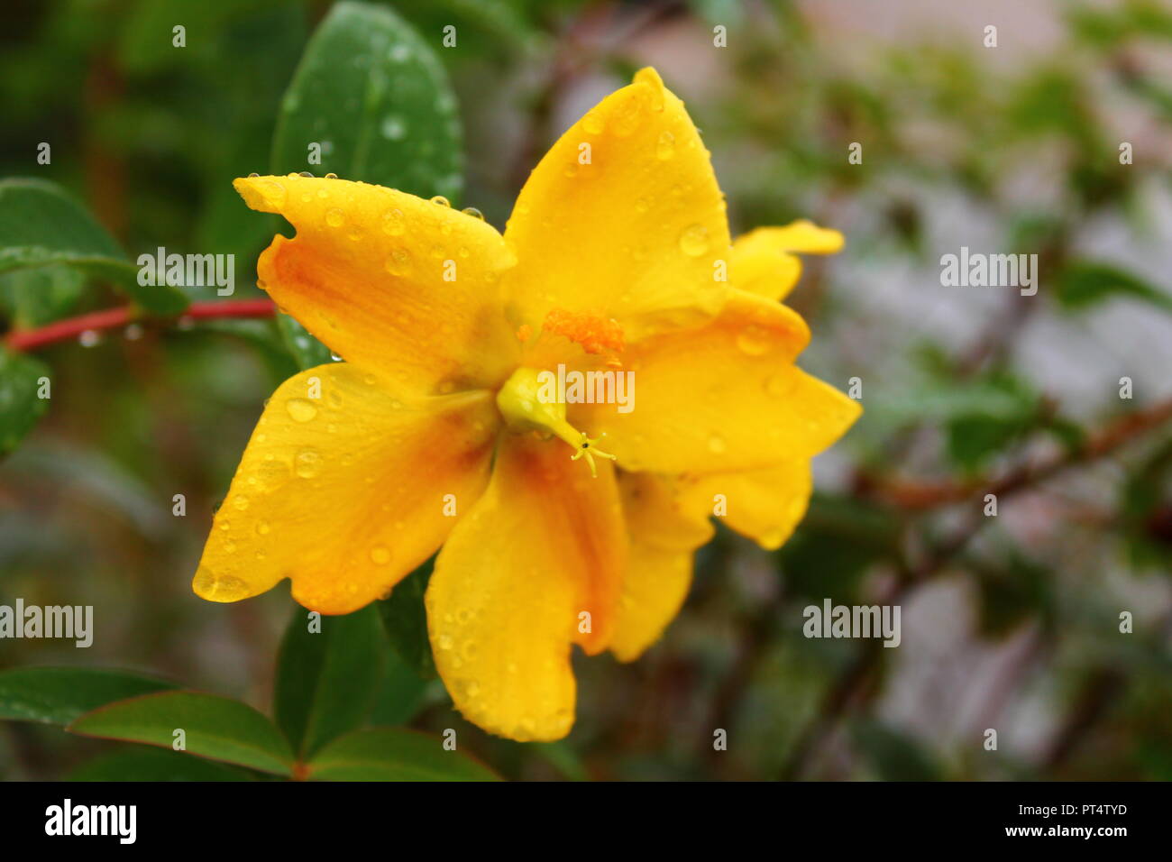 Petal in focus hi-res stock photography and images - Alamy