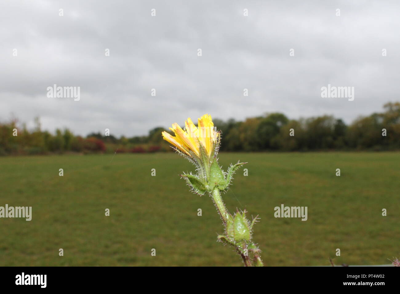 Petal in focus hi-res stock photography and images - Alamy