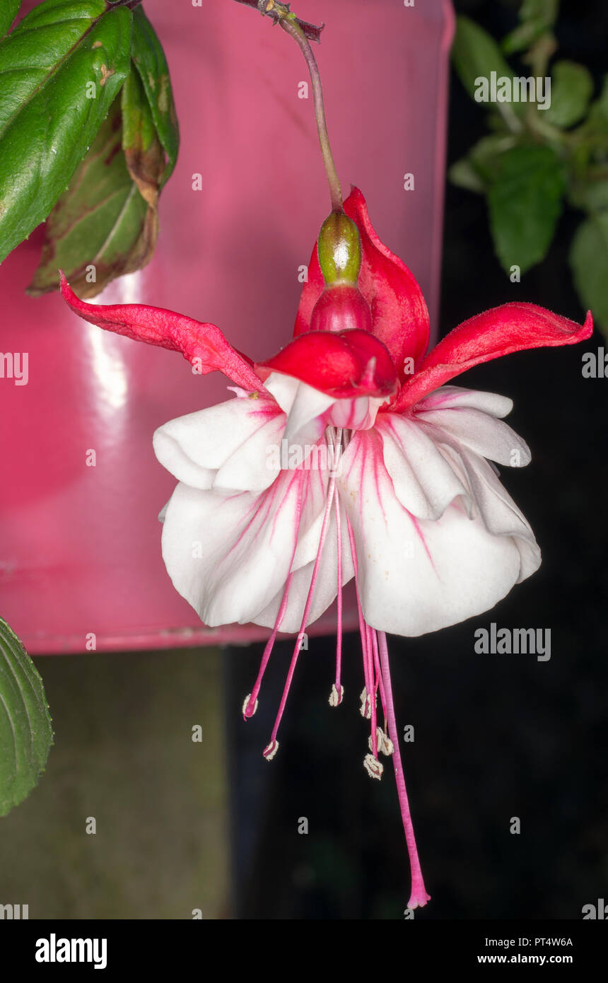 Fuchsia, trailing pink flower in the garden with a pink plant pot in ...