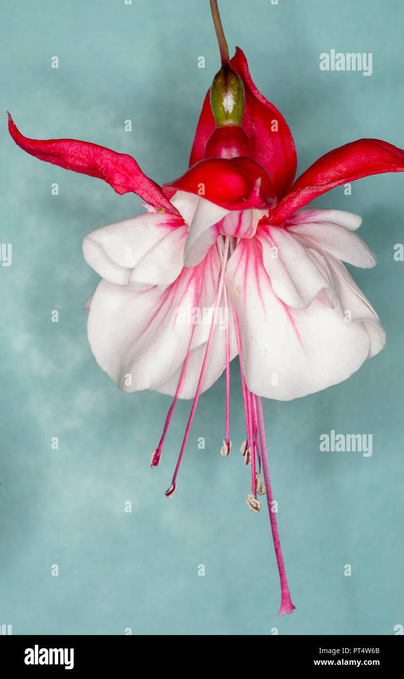 fuchsia swingtime, trailing pink and white flower against a blue/green ...