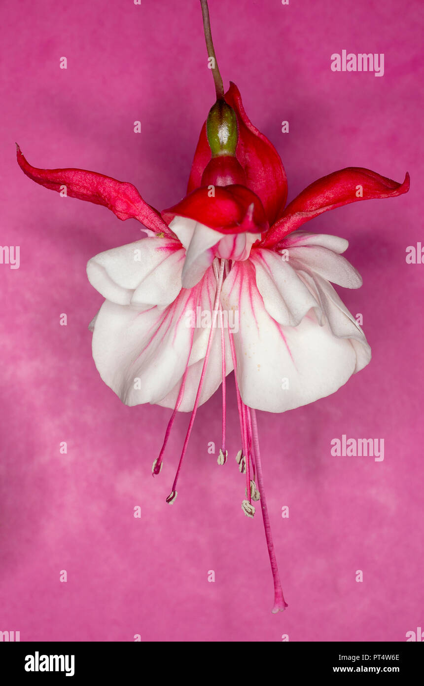 fuchsia swingtime, trailing pink and white flower against a pink ...