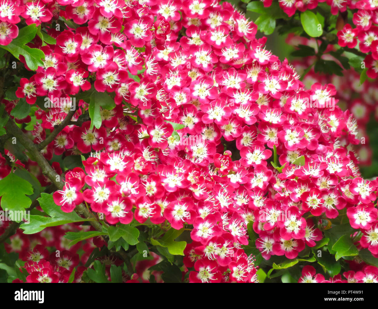 Hawthorn crimson cloud hi-res stock photography and images - Alamy