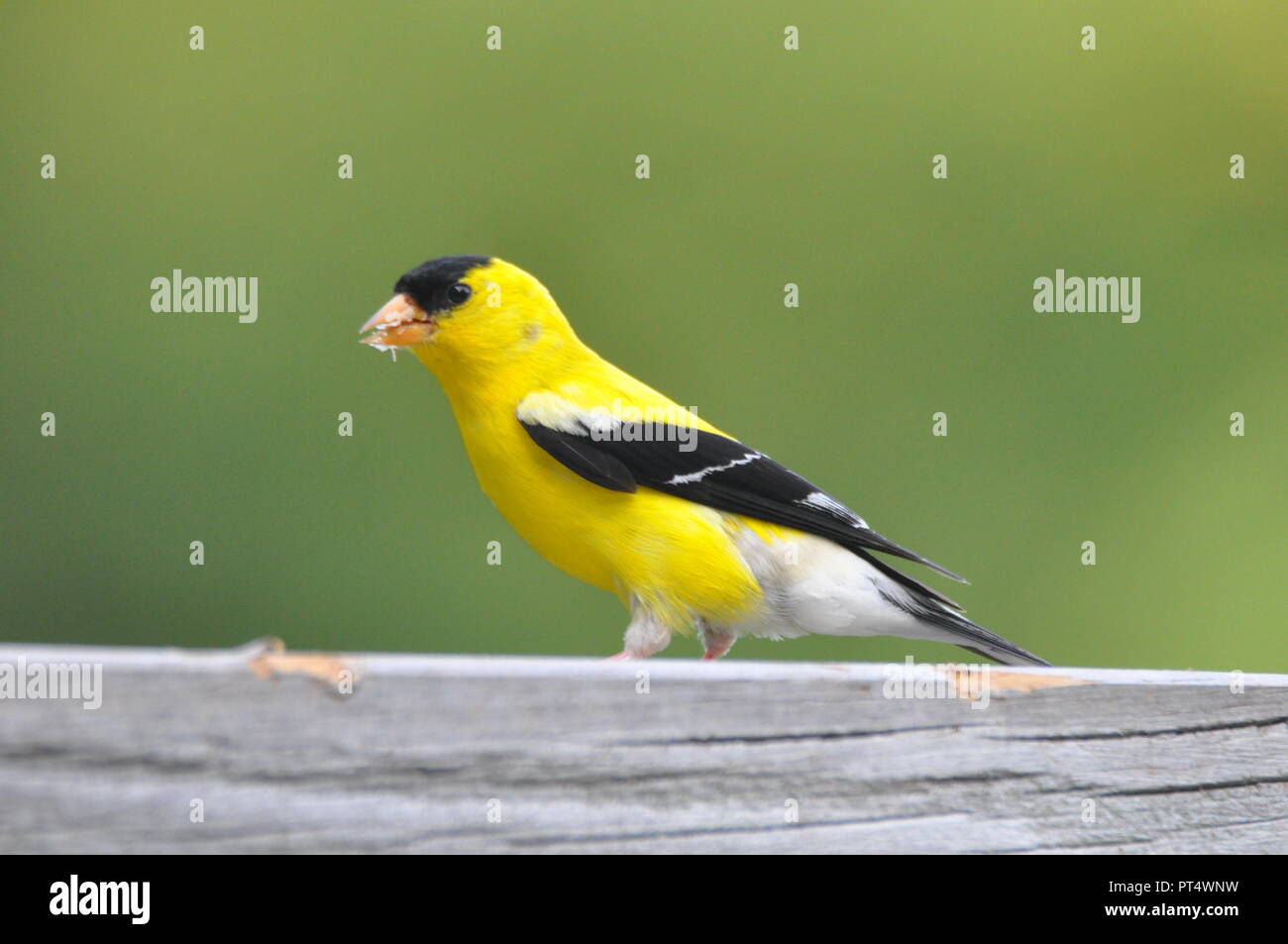 Gold finch hi-res stock photography and images - Alamy