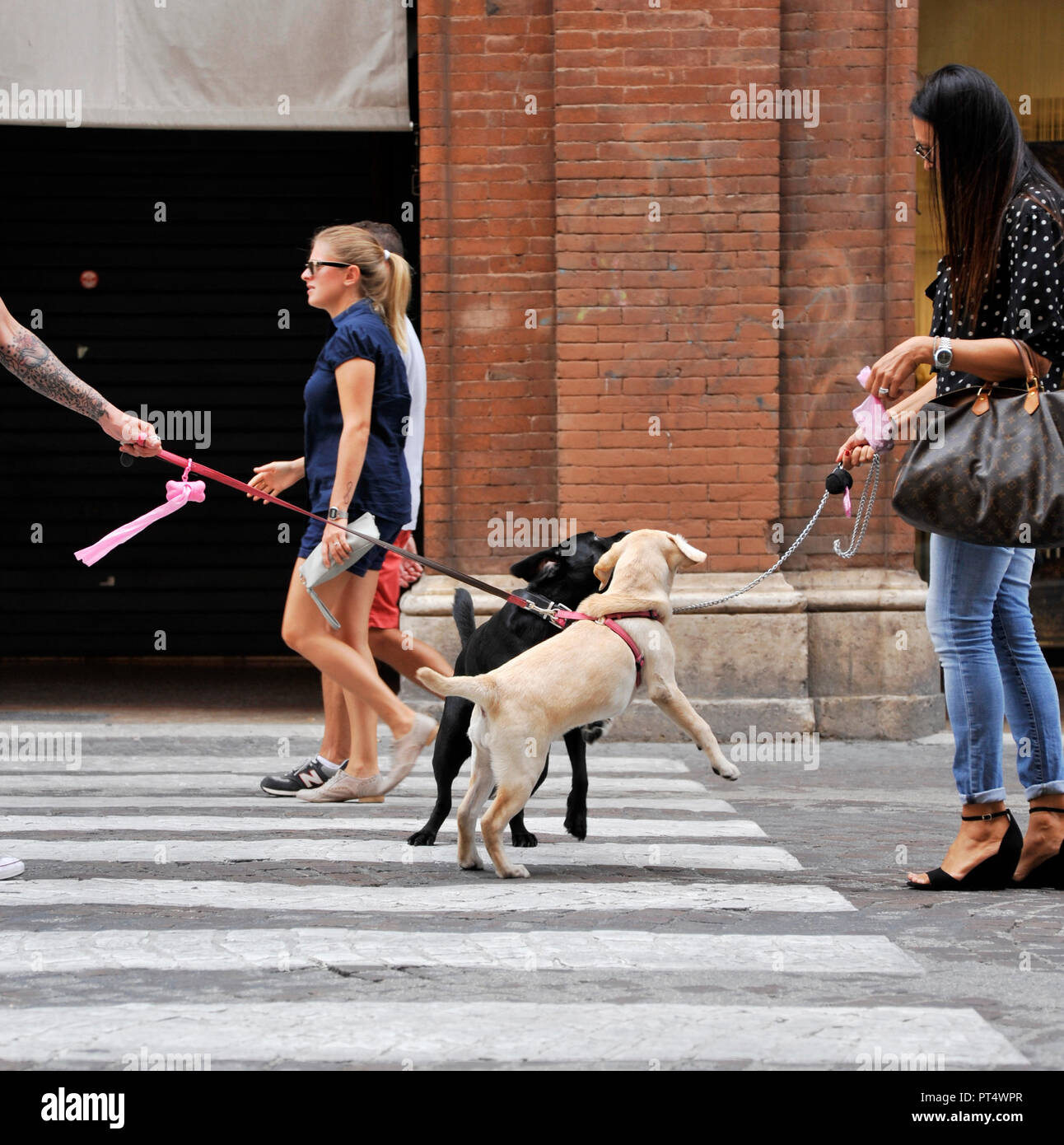 Bologna, Italy - August 2, 2018: Dog owners meet on a habourside street ...