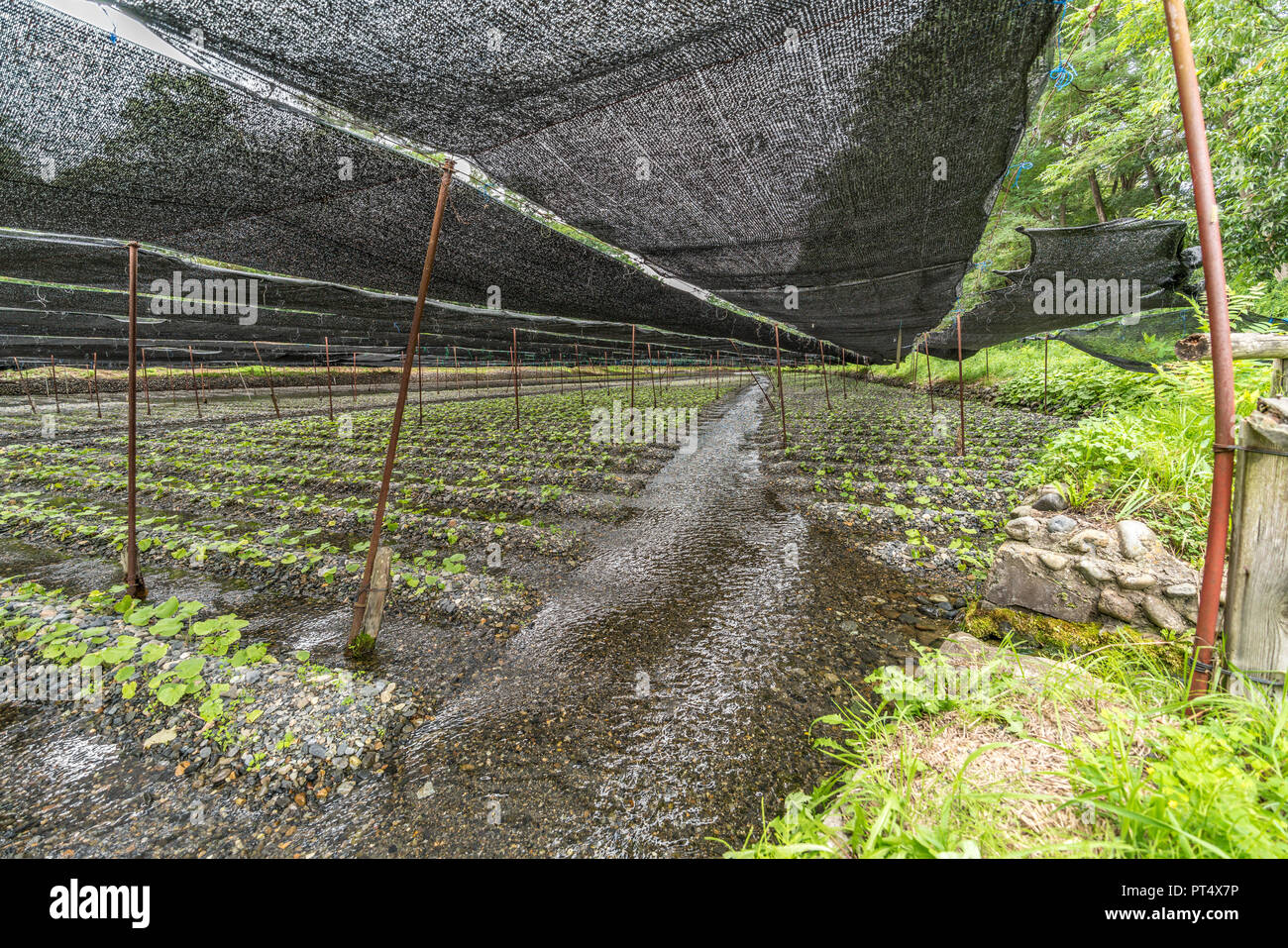 Azumino, Nagano Prefecture, Japan - August 2, 2017 : Water flowing on ...