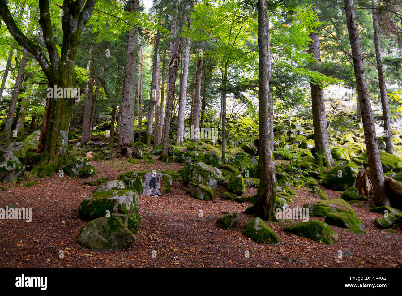 Lake and forest of the lake " Lac de Fischboedle" in the Vosges ...