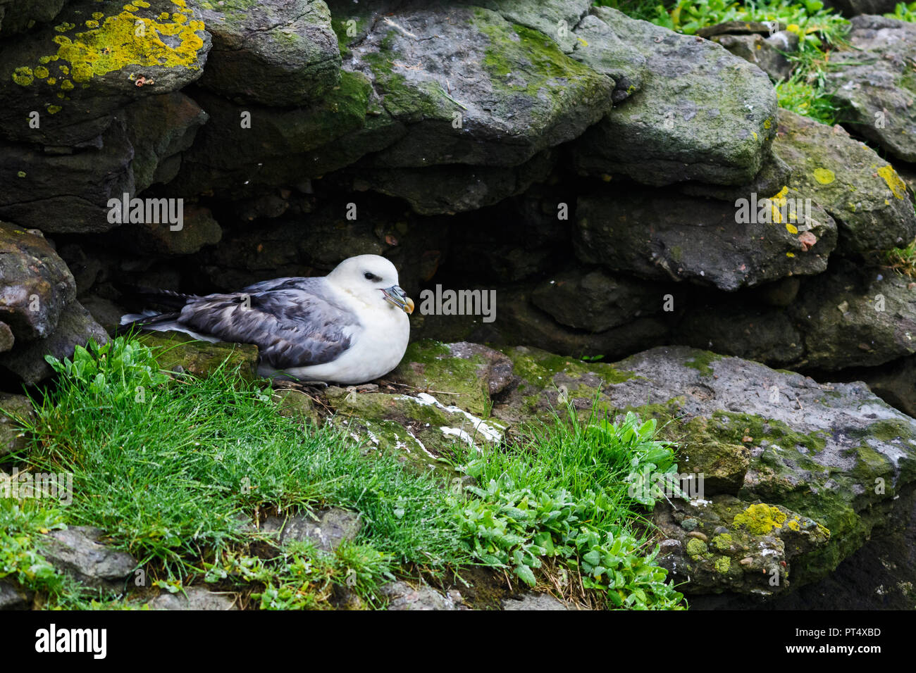 Arctic avifauna hi-res stock photography and images - Alamy