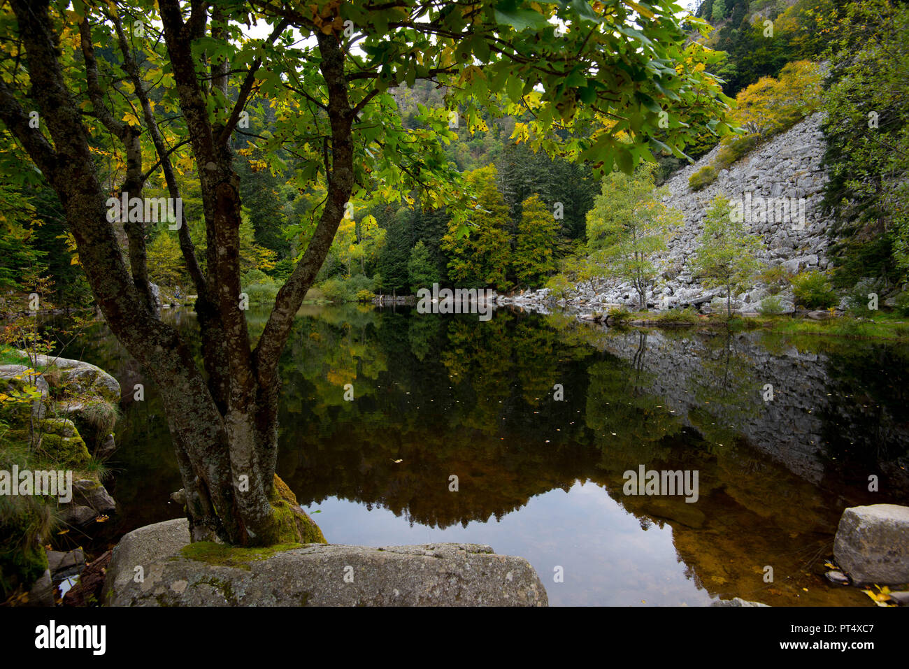 Lake and forest of the lake " Lac de Fischboedle" in the Vosges ...