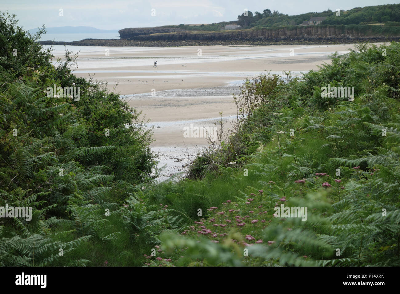 A Couple Walking there Dog on the Sands of Traeth Lligwy Beach on the ...