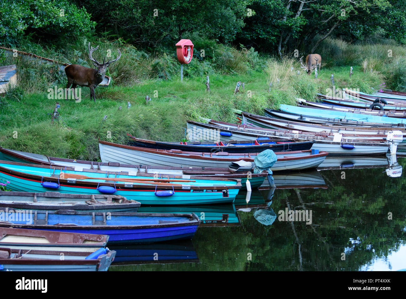 Two red deer males with antlers, grazing by a marina with small boats ...